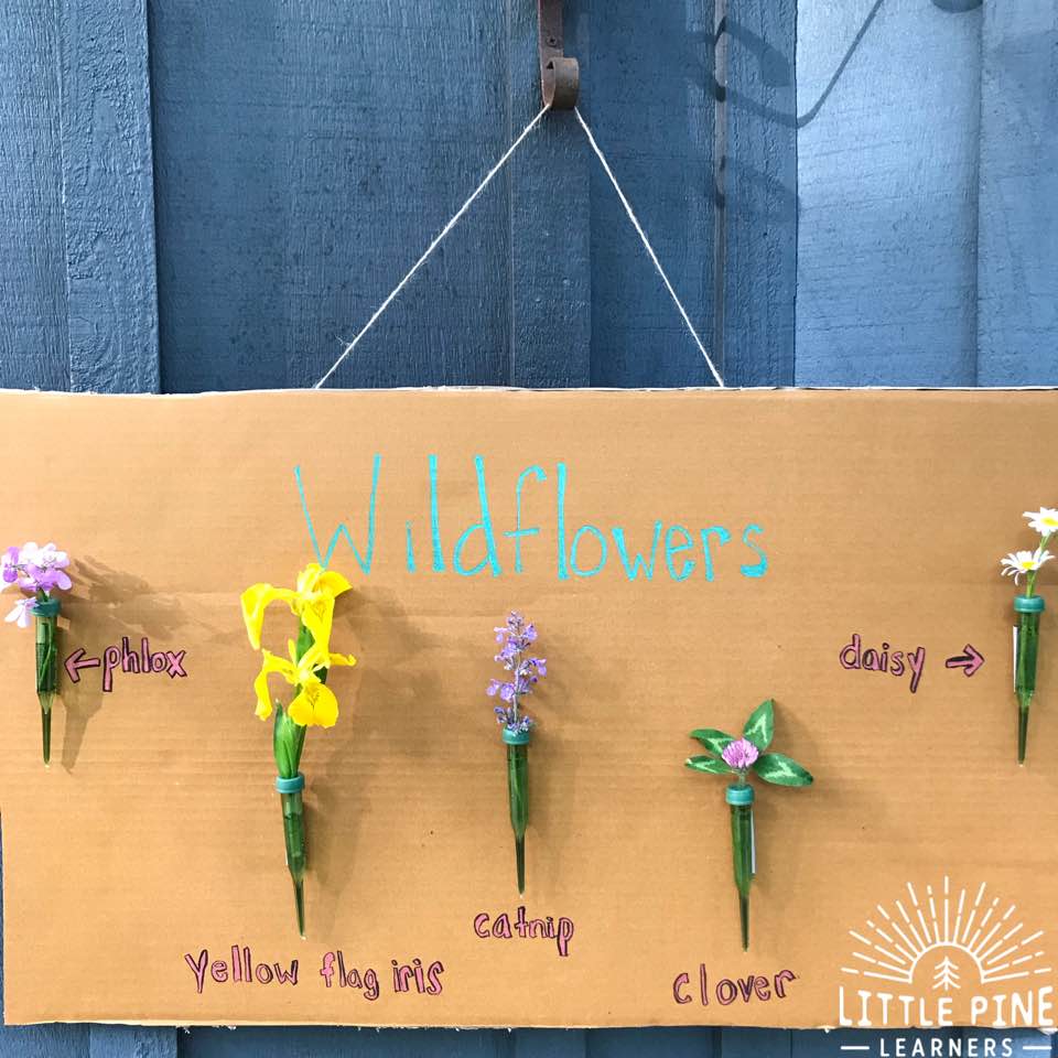 DIY Wildflower Identification Board • Little Pine Learners