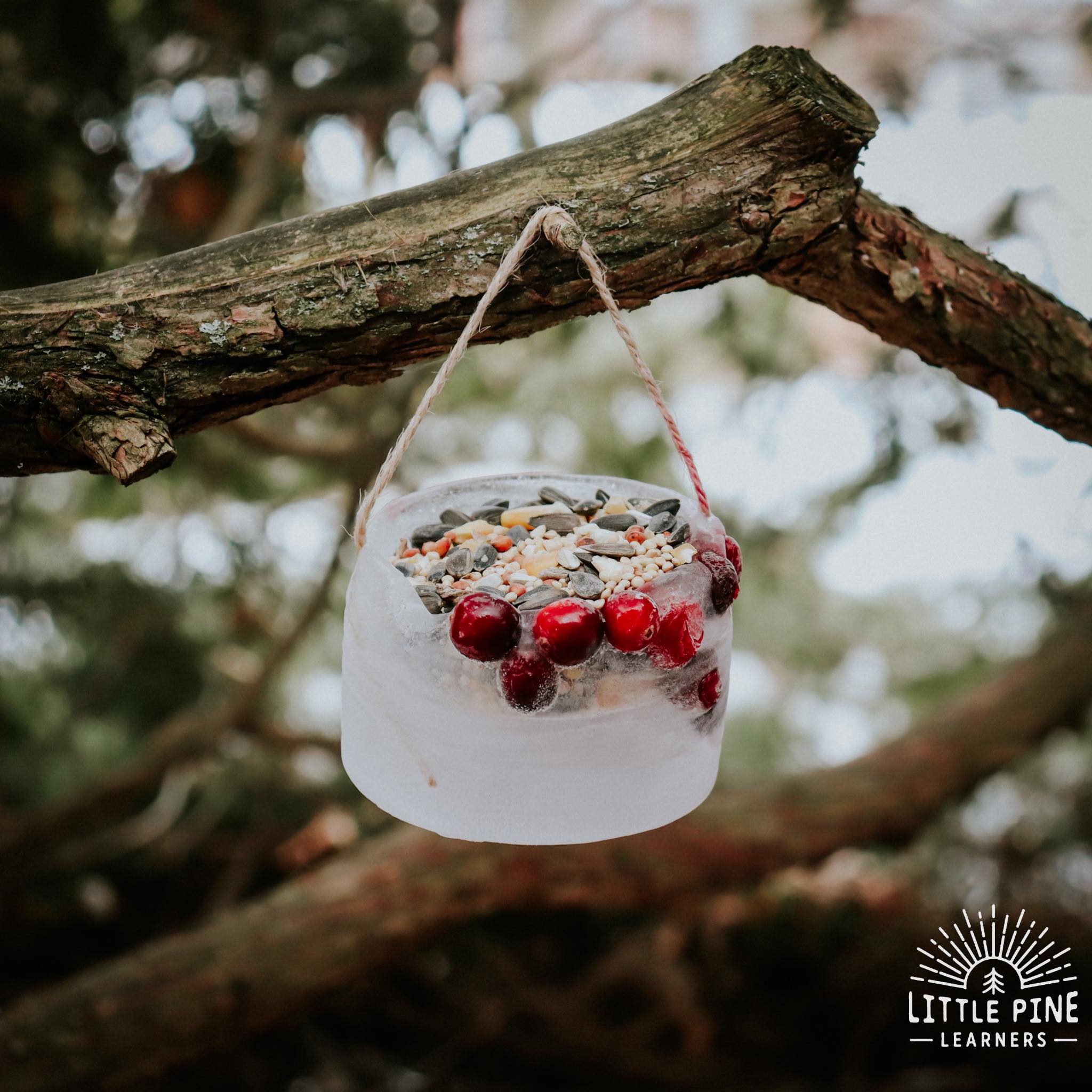 Winter Bird Feeder Made of Ice • Little Pine Learners