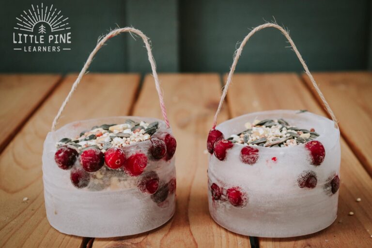 Winter Bird Feeder Made of Ice • Little Pine Learners