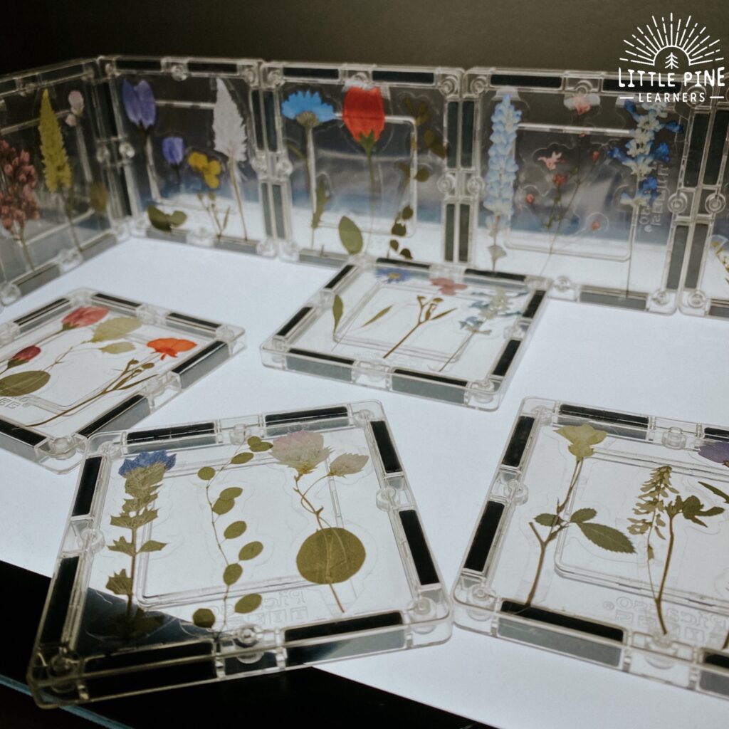 DIY Pressed Flower Magnetic Tiles • Little Pine Learners